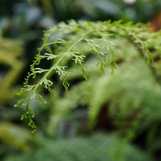 Asplenium bulbiferum | Mother Fern | plant lust