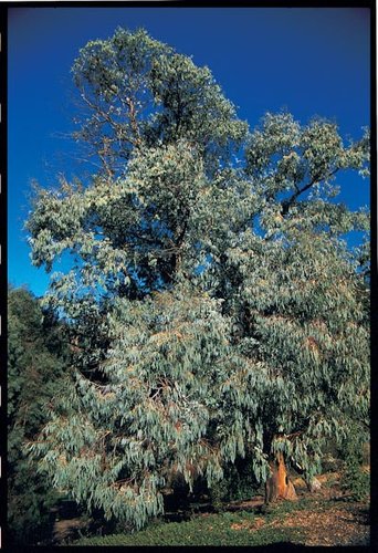 Eucalyptus perriniana | Spinning Gum | plant lust