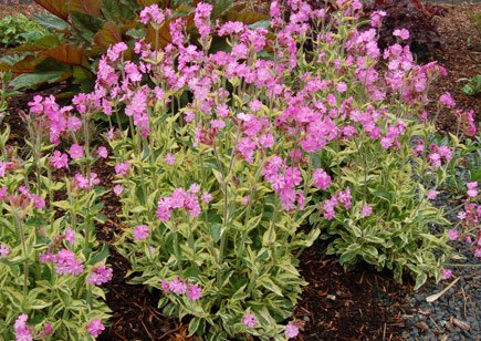 Silene dioica 'Valley High' | Valley High Variegated Campion | plant lust