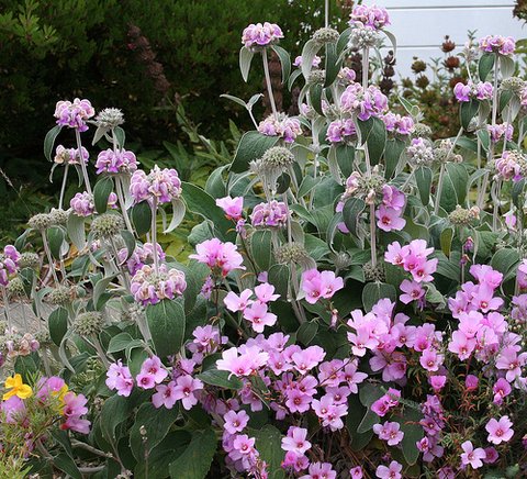 Phlomis cashmeriana | Cashmere Sage | Kashmir Sage | plant lust