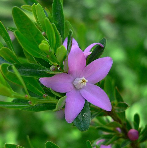 Crowea exalata 'Parry's Hybrid' | Crowea exalata 'Parrys Hybrid ...