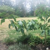 Magnolia 'Princess Margaret' | Magnolia campbellii 'Princess Margaret ...