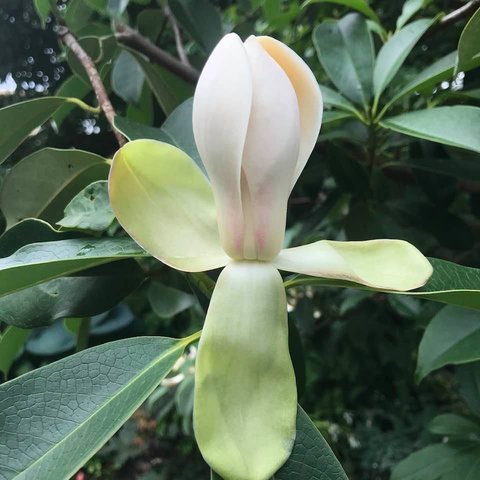 Magnolia insignis | Manglietia insignis | Red Lotus Tree | plant lust