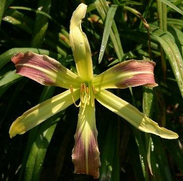 Hemerocallis 'Lavender Spider' | Lavender Spider Daylily | plant lust