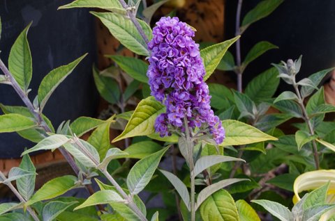 Buddleja 'Blue Chip Jr' PP26581 | Buddleia 'Blue Chip Jr' | Buddleia ...