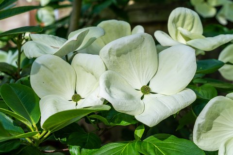 Cornus Venus® PP16309 | Cornus 'Kn30 8' Venus® | Cornus (kousa x ...
