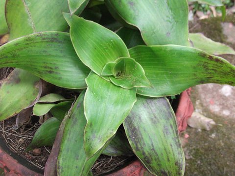 Callisia fragrans | False Bromeliad Plant | plant lust