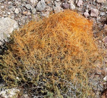 Cuscuta from multiple nurseries on Plant Lust