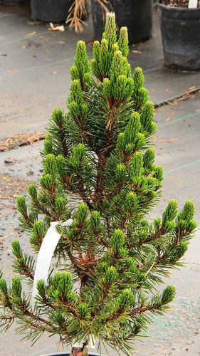 Pinus thunbergii 'Kotobuki' | Pinus thunbergii 'Koto Buki' | Dwarf ...