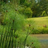 Cyperus papyrus | Cyperus 'Giant Egyptian' | Cyperus papyrus 'Giganteus ...