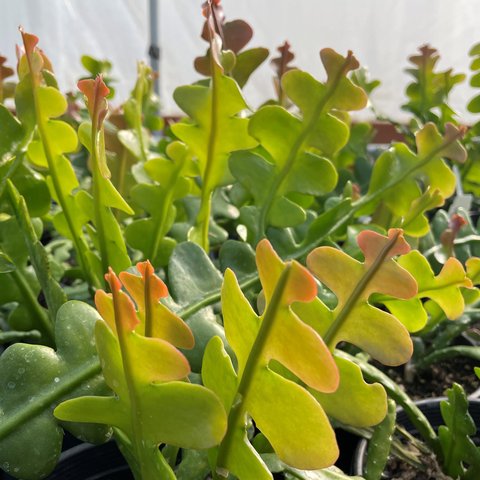 Disocactus anguliger | Epiphyllum anguliger | Epiphyllum darrahii ...