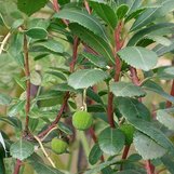 Arbutus unedo 'Compacta' | Compact Strawberry Tree | Irish Strawberry ...