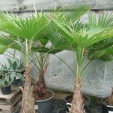 Trachycarpus martianus [Khasia Hills] | Trachycarpus khasianus ...