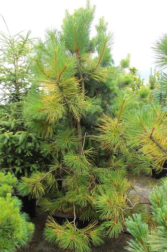 Pinus jeffreyi 'Gold' Specimen 2020 | Gold Jeffrey Pine | plant lust