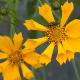 Coreopsis auriculata 'Zamphir' | Ear-leaved Tickseed | plant lust