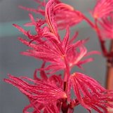 Acer palmatum 'Phoenix' | Phoenix Japanese Maple | plant lust