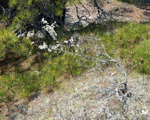 Prunus maritima | Beach Plum | plant lust