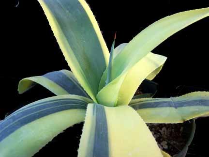 Agave weberi 'Arizona Star' | Variegated Weber Agave | plant lust