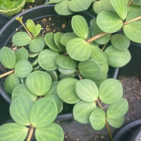 Peperomia 'Hope' | | plant lust