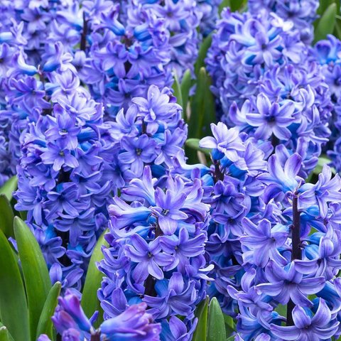 Hyacinthus orientalis 'Blue Jacket' | Dutch Hyacinth | plant lust