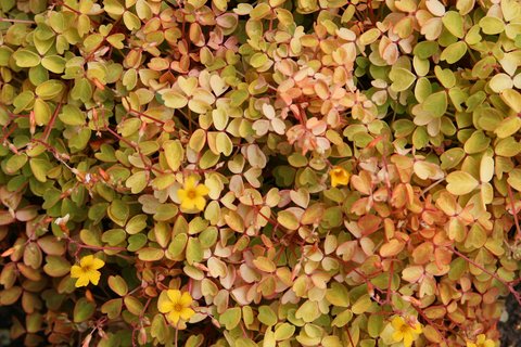 Oxalis spiralis vulcanicola 'Sunset Velvet' | 'Sunset Velvet' Volcanic ...