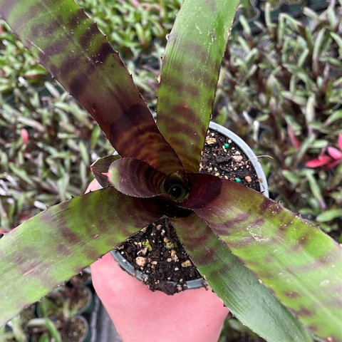 Neoregelia 'Groves Red Tiger' | Neoregelia 'Red Tiger' | Neoregelia ...