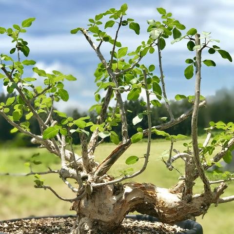 Bursera fagaroides [Field Collected Bonsai Specimen] | plant lust