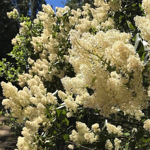 Ceanothus velutinus | Cinnamon Brush | Mountain Balm | Red Root | plant ...