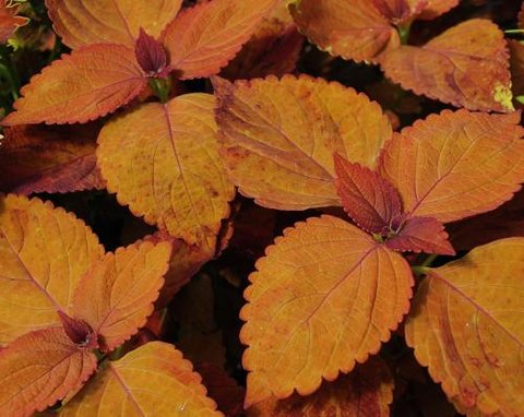 Coleus scutellarioides 'Sedona' PP14790 | Coleus 'Sedona ...