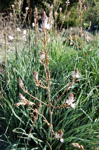 Asphodelus aestivus | Asphodelus microcarpus | Asphodelus ramosus ...