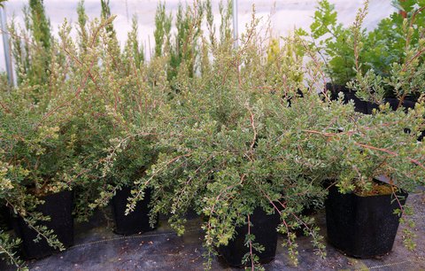 Leptospermum lanigerum | Woolly Tea Tree | plant lust