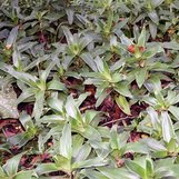 Callisia fragrans | False Bromeliad Plant | plant lust