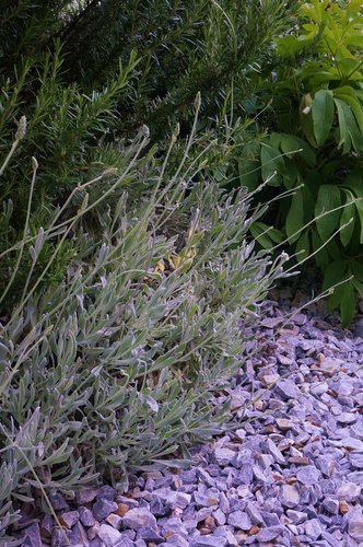 Lavandula lanata | Lavandula lanata 'Wooly' | Woolly Lavender | plant lust