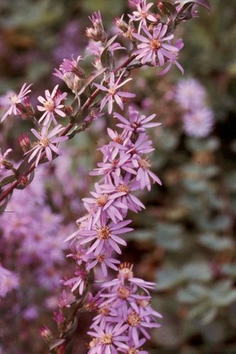 Symphyotrichum concolor | Aster concolor | Eastern Silvery Aster ...