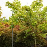 Acer palmatum 'Satsuki beni' | Satsuki beni Japanese Maple | plant lust