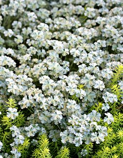 Geranium harveyi | Silver Geranium | plant lust