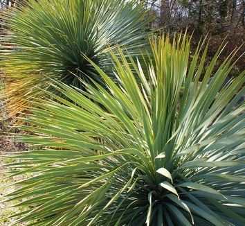 Yucca from multiple nurseries on Plant Lust