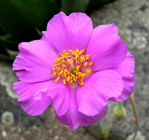 Cistanthe grandiflora | Calandrinia grandiflora | Rock Purslane | plant ...