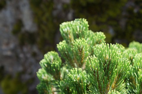 Pinus longaeva 'Sherwood Compact' | Pinus aristata 'Sherwood Compact ...