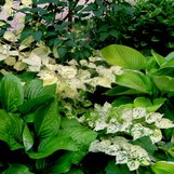 Reynoutria japonica 'Variegata' | Fallopia japonica 'Variegata ...