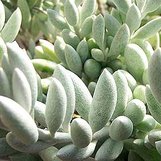 Senecio haworthii | Cocoon Plant | Woolly Senecio | plant lust