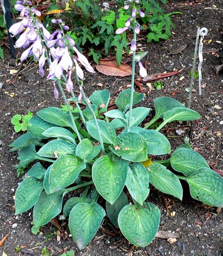 Hosta 'Abiqua Blue Crinkles' | plant lust
