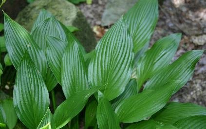 Hosta clausa | Hosta 'Clausa' | Hosta clausa var. clausa | plant lust