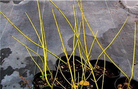Cornus sericea 'Flaviramea' | Cornus stolonifera 'Flaviramea ...