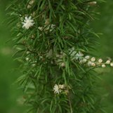 Asparagus densiflorus 'Myersii' | Asparagus meyeri | Foxtail Fern ...