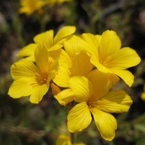 Linum tauricum | plant lust