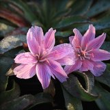 Lewisia 'Little Plum' | Lewisia longipetala 'Plum' | Lewisia ...