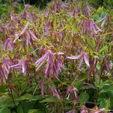 Campanula 'Pink Octopus' PP18885 | Pink Octopus Bellflower | plant lust