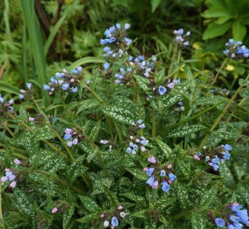 Pulmonaria from multiple nurseries on Plant Lust