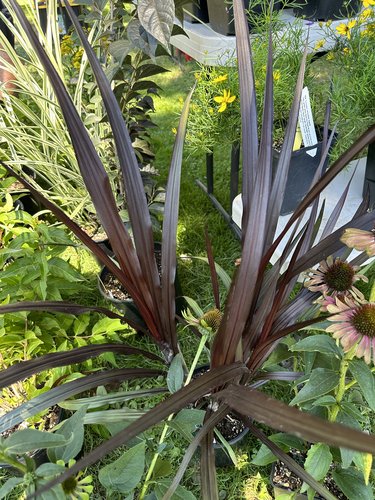 Pennisetum 'First Knight' | First Knight Fountain Grass | plant lust
